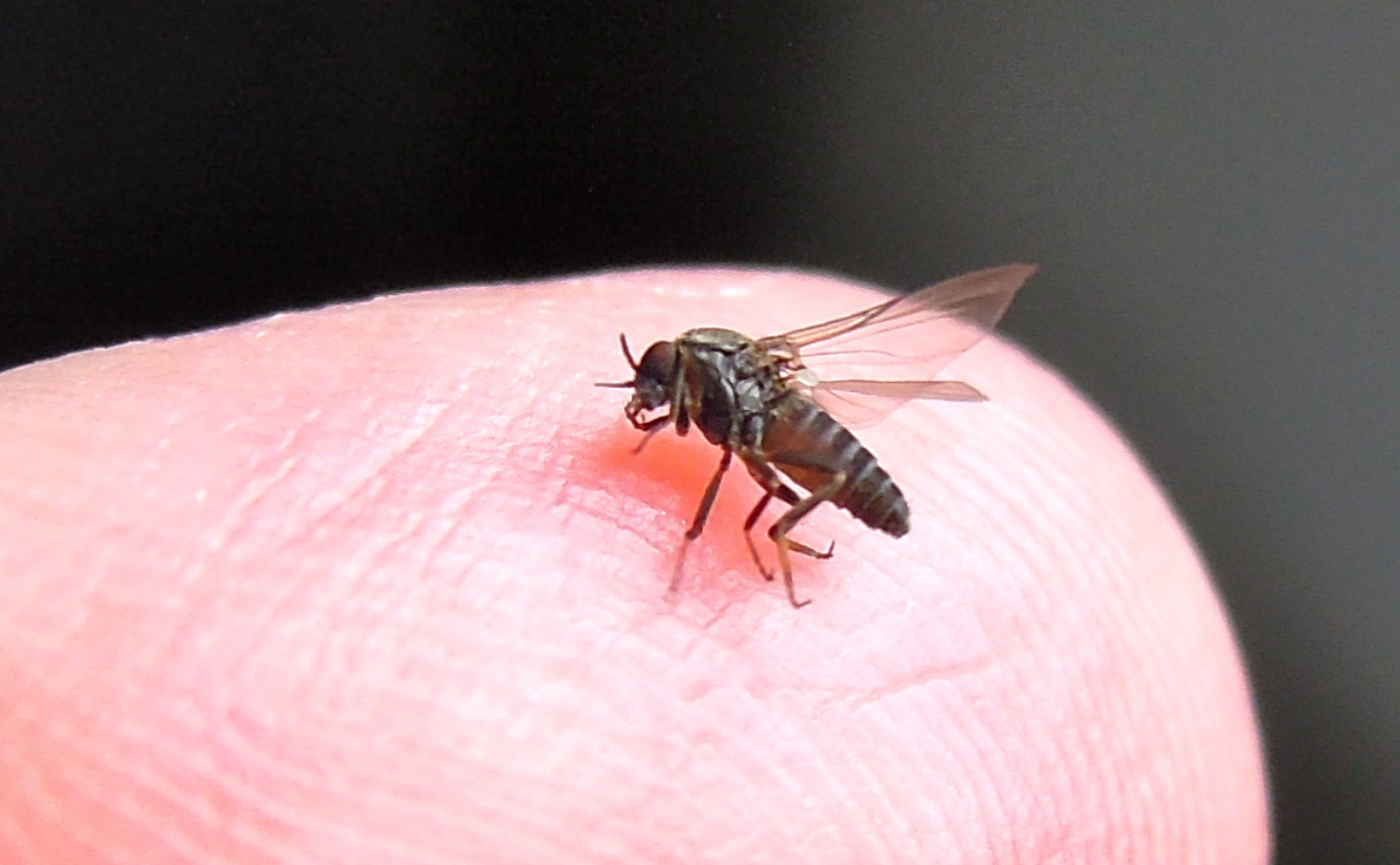 Biting Bugs on Roatan: How to keep the bugs from ruining your vacation